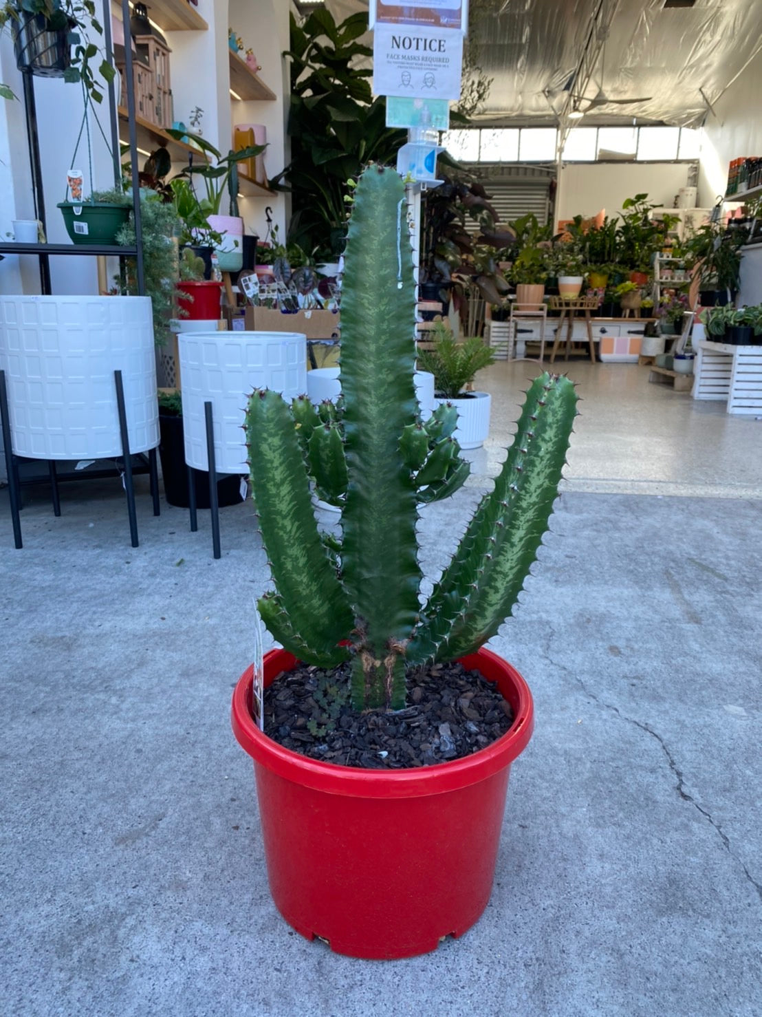 Cowboy Cactus 🌵 280mm&400mm (Pickup/Delivery) – Little Leaf Decor