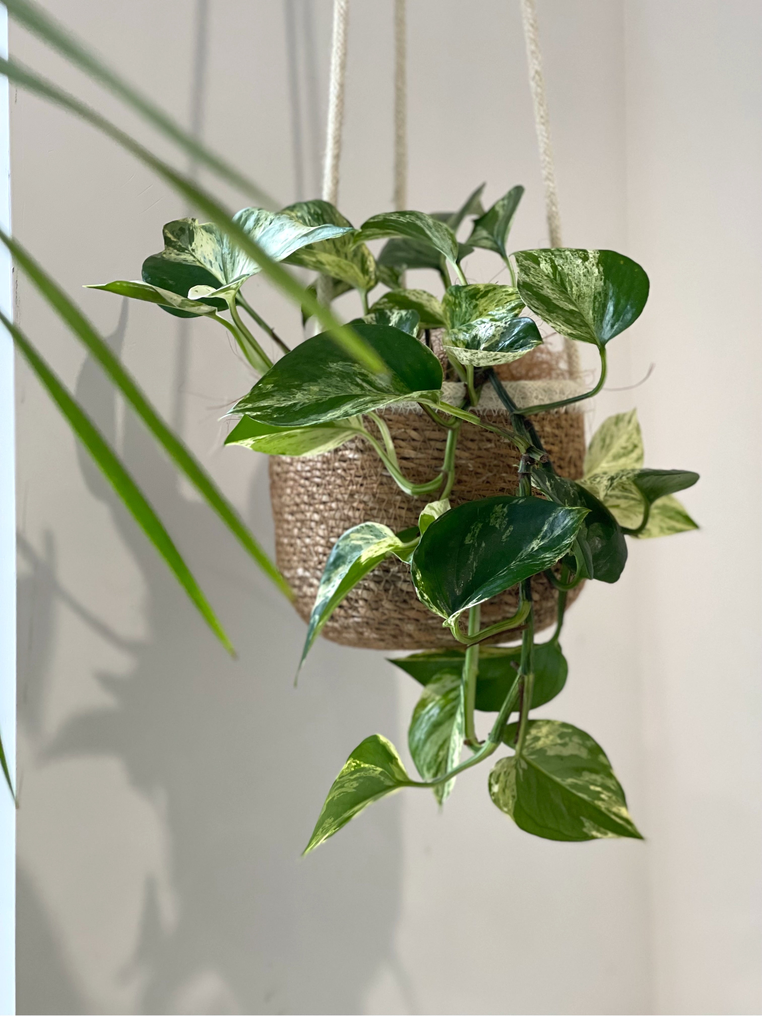 Susan Hanger (Pickup/Delivery) - Little Leaf Decor