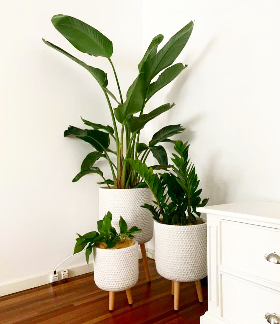 All Pots – Little Leaf Decor