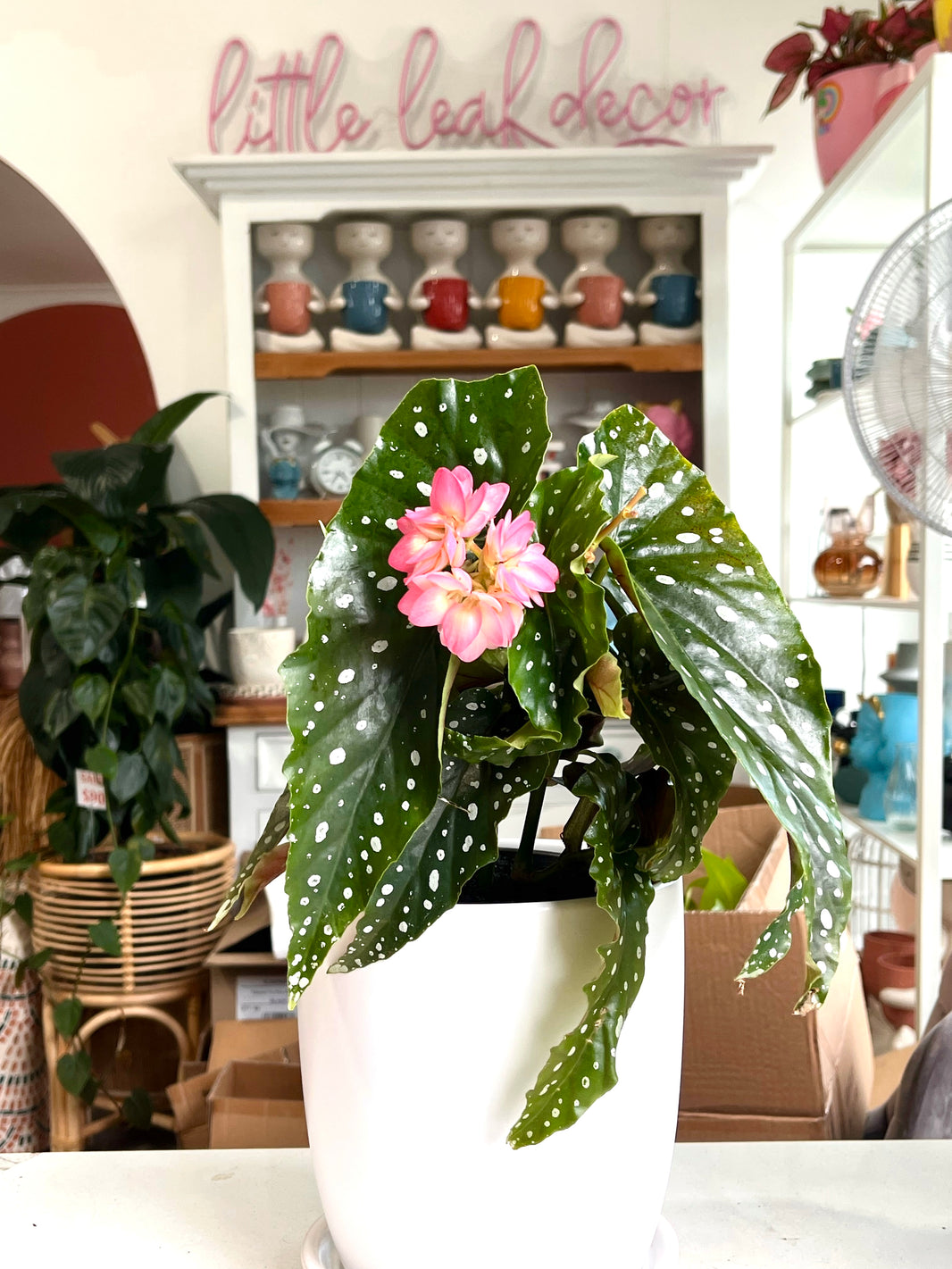 Boutique plants, pots, and home decor – Little Leaf Decor