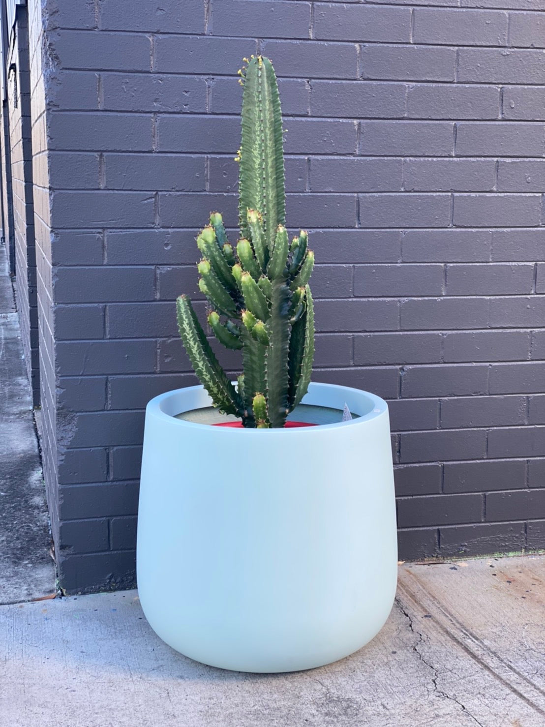 Cowboy Cactus 🌵 280mm&400mm (Pickup/Delivery) – Little Leaf Decor