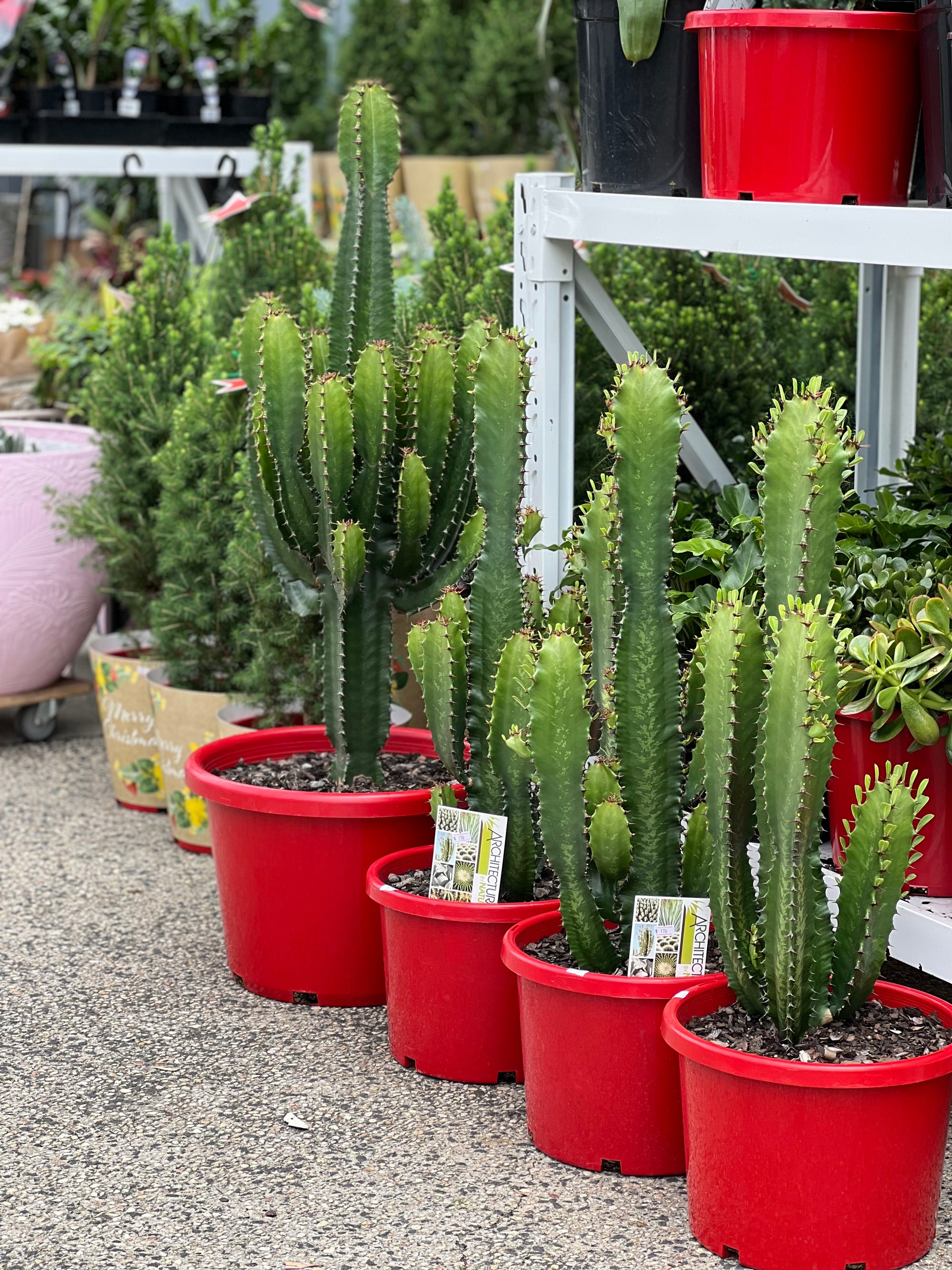 Cowboy Cactus 🌵 280mm&400mm (Pickup/Delivery) - Little Leaf Decor