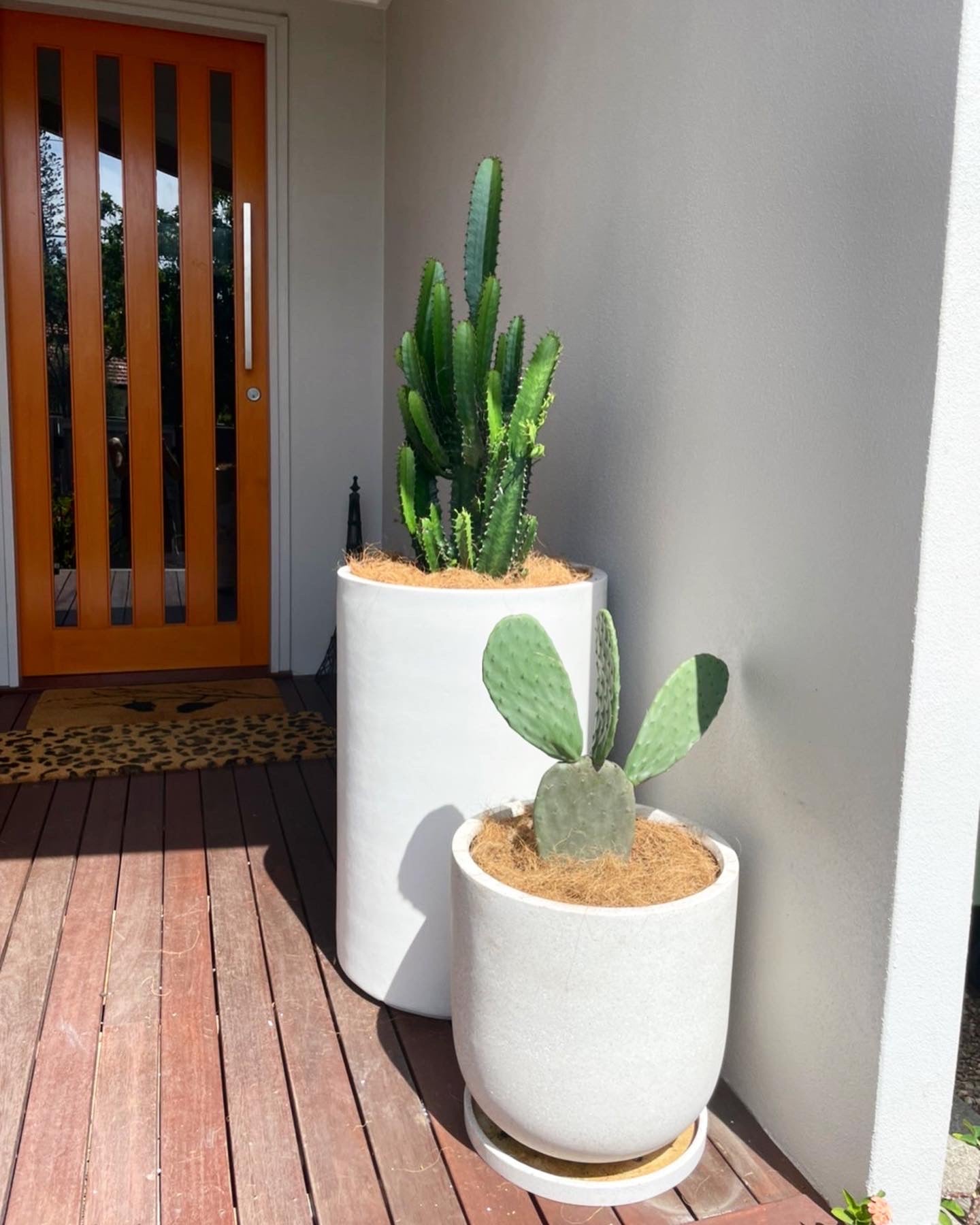 Cowboy Cactus 🌵 280mm&400mm (Pickup/Delivery) - Little Leaf Decor